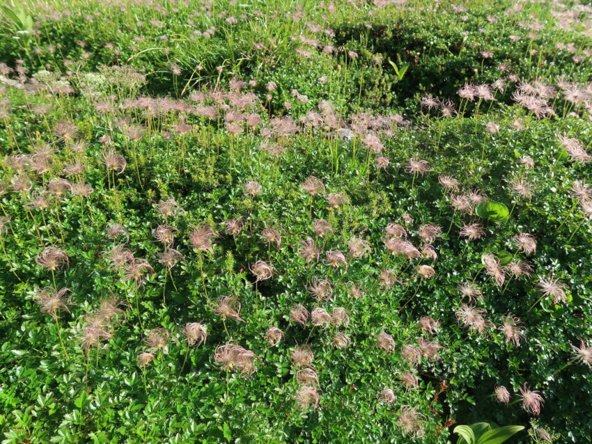 来年の年賀状用写真は、ここで撮る!? 深山で出会う「オリンピック」 | YAMAP MAGAZINE