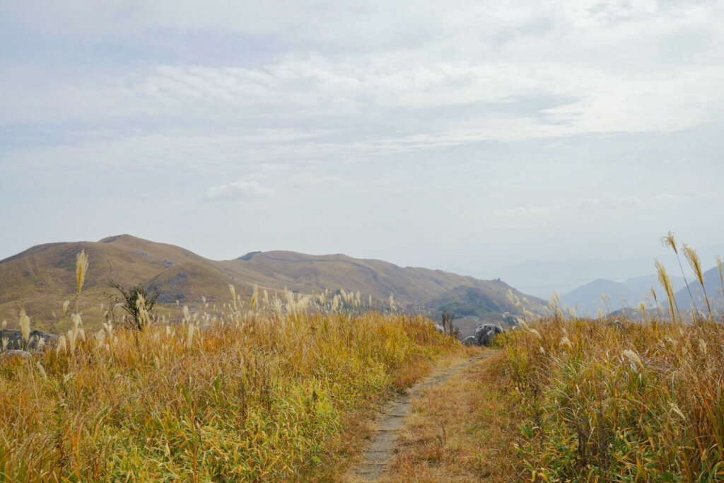 平尾台・太平山で絶景登山｜晩秋のすすきに揺れる、羊たちの背中を追って。 | YAMAP MAGAZINE