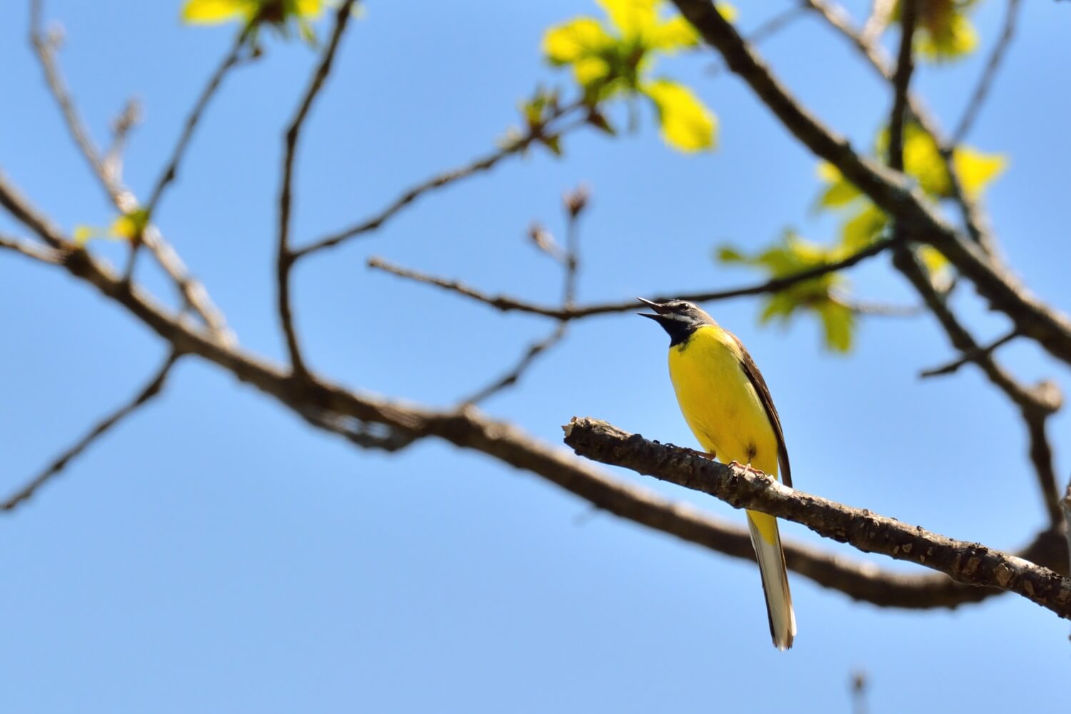 森や渓流に暮らす鳥、キセキレイ｜大橋弘一の「山の鳥」エッセイ Vol.4 | YAMAP MAGAZINE
