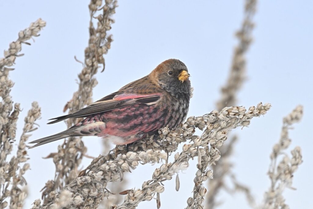 奥ゆかしい和風の鳥、ハギマシコ｜大橋弘一の「山の鳥」エッセイ Vol.5 | YAMAP MAGAZINE