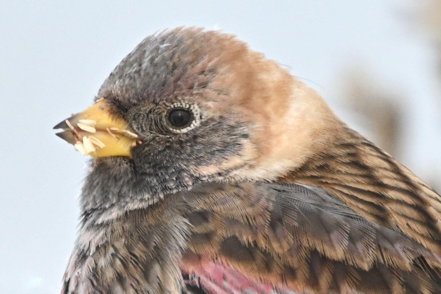 奥ゆかしい和風の鳥、ハギマシコ｜大橋弘一の「山の鳥」エッセイ Vol.5 | YAMAP MAGAZINE