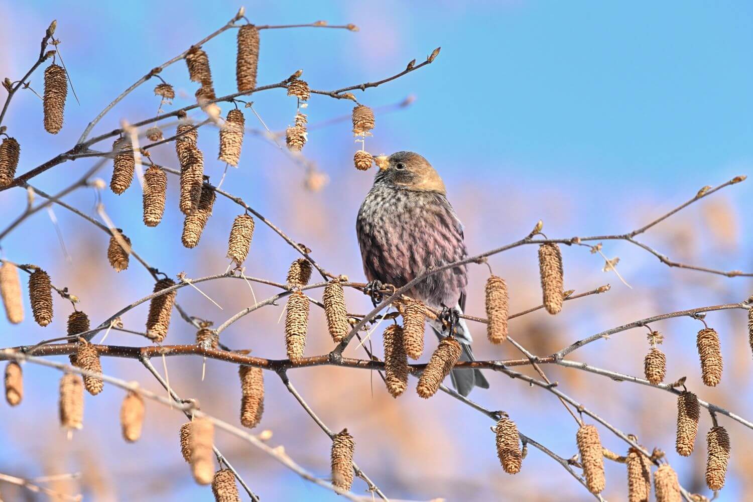 奥ゆかしい和風の鳥、ハギマシコ｜大橋弘一の「山の鳥」エッセイ Vol.5 | YAMAP MAGAZINE