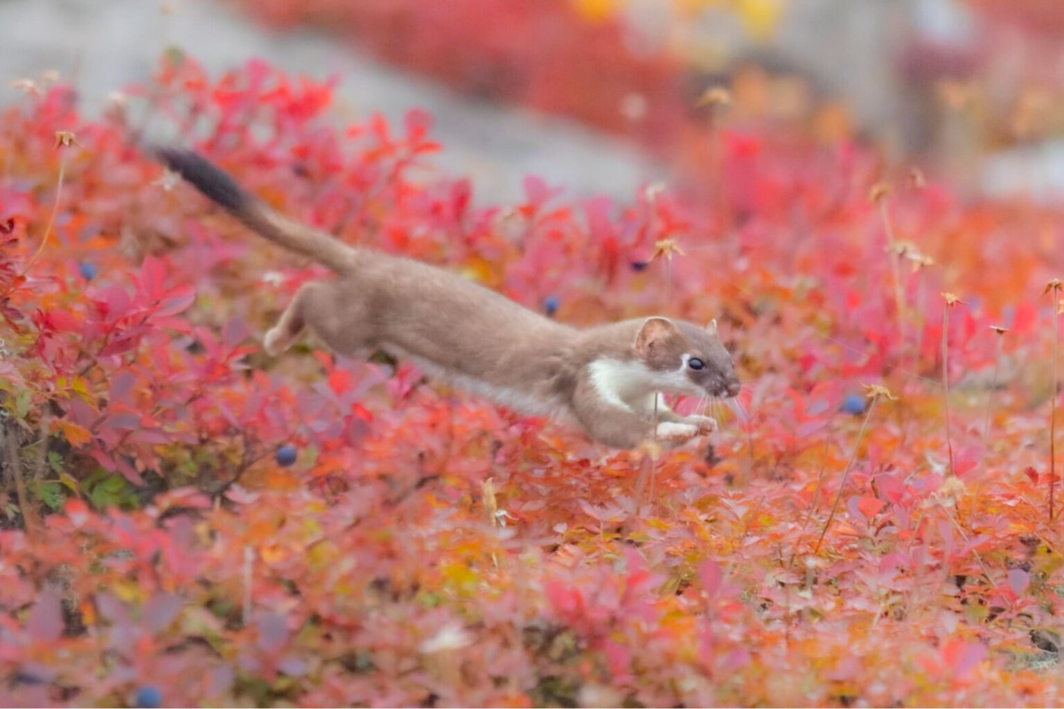 1万5千点から選ばれた大賞決まる｜YAMAPフォトコンテスト2022 結果発表 | YAMAP MAGAZINE