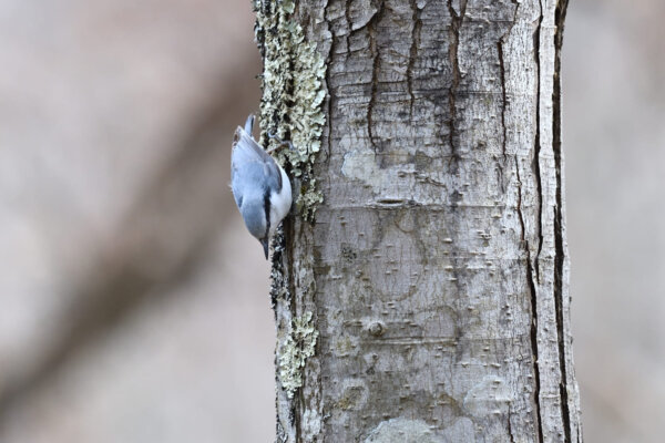 森のリフォーム屋さん、ゴジュウカラ｜大橋弘一の「山の鳥」エッセイ Vol.6 | YAMAP MAGAZINE