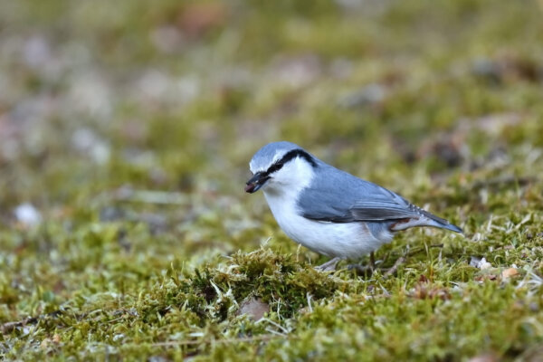 森のリフォーム屋さん、ゴジュウカラ｜大橋弘一の「山の鳥」エッセイ Vol.6 | YAMAP MAGAZINE