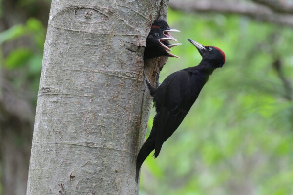 森のリフォーム屋さん、ゴジュウカラ｜大橋弘一の「山の鳥」エッセイ Vol.6 | YAMAP MAGAZINE