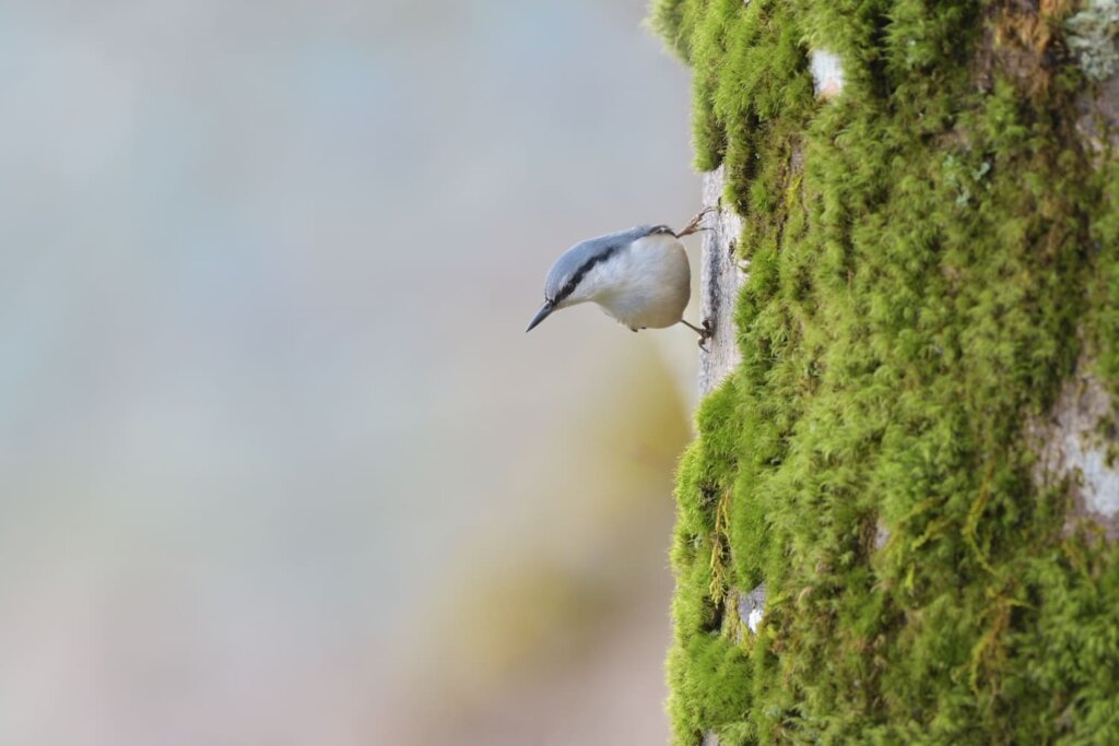 森のリフォーム屋さん、ゴジュウカラ｜大橋弘一の「山の鳥」エッセイ Vol.6 | YAMAP MAGAZINE