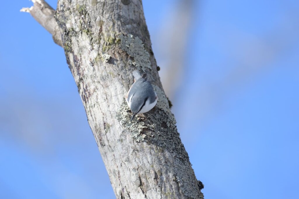 森のリフォーム屋さん、ゴジュウカラ｜大橋弘一の「山の鳥」エッセイ Vol.6 | YAMAP MAGAZINE