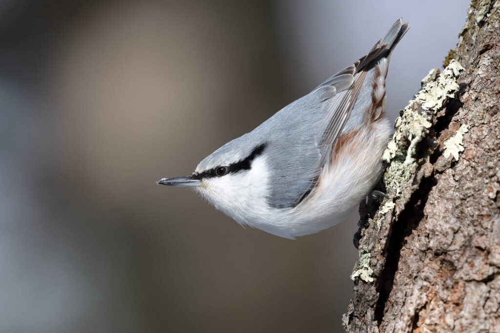 森のリフォーム屋さん、ゴジュウカラ｜大橋弘一の「山の鳥」エッセイ Vol.6 | YAMAP MAGAZINE