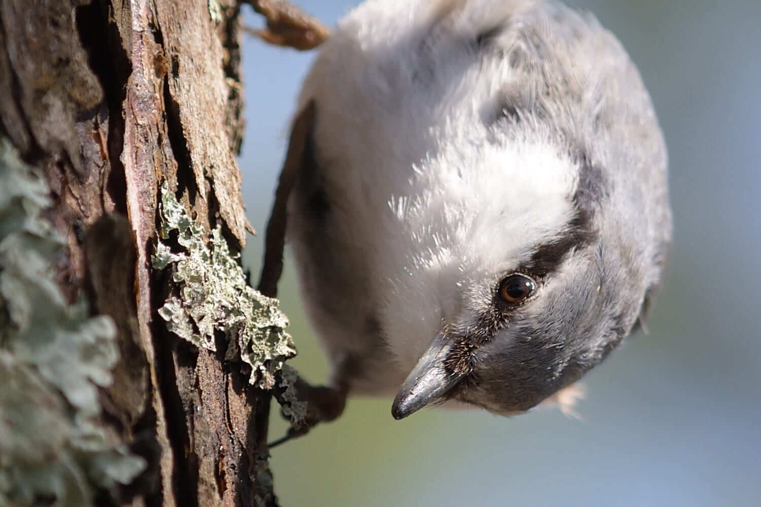 森のリフォーム屋さん、ゴジュウカラ｜大橋弘一の「山の鳥」エッセイ Vol.6 | YAMAP MAGAZINE
