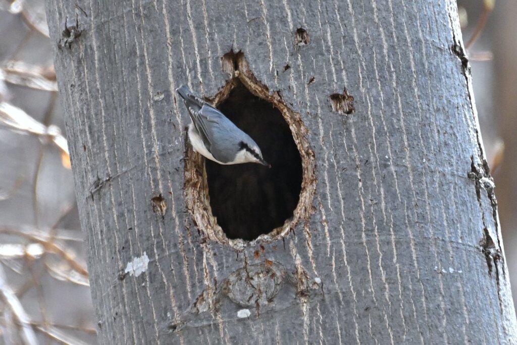 森のリフォーム屋さん、ゴジュウカラ｜大橋弘一の「山の鳥」エッセイ Vol.6 | YAMAP MAGAZINE