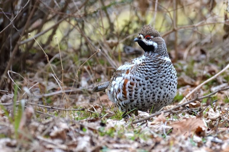 山に追いやられた鳥、エゾライチョウ｜大橋弘一の「山の鳥」エッセイ Vol.7 | YAMAP MAGAZINE