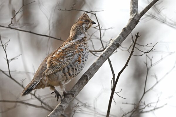 山に追いやられた鳥、エゾライチョウ｜大橋弘一の「山の鳥」エッセイ Vol.7 | YAMAP MAGAZINE