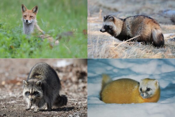 山に追いやられた鳥、エゾライチョウ｜大橋弘一の「山の鳥」エッセイ Vol.7 | YAMAP MAGAZINE