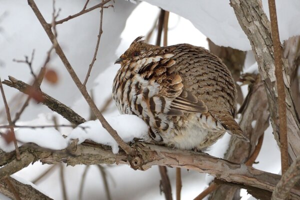 山に追いやられた鳥、エゾライチョウ｜大橋弘一の「山の鳥」エッセイ Vol.7 | YAMAP MAGAZINE