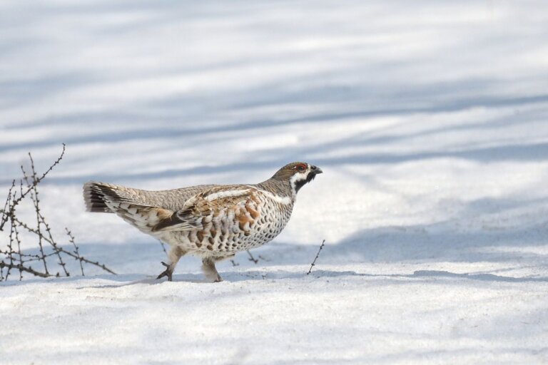 山に追いやられた鳥、エゾライチョウ｜大橋弘一の「山の鳥」エッセイ Vol.7 | YAMAP MAGAZINE