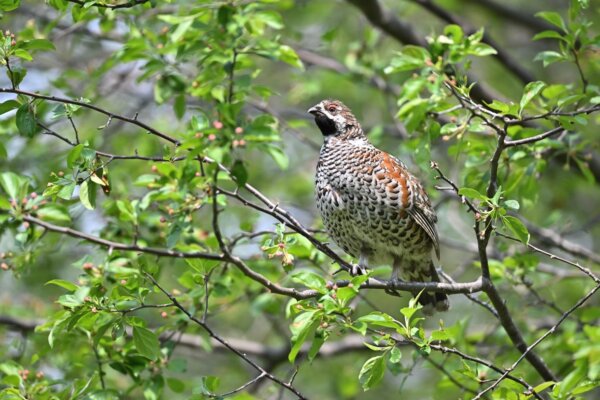 山に追いやられた鳥、エゾライチョウ｜大橋弘一の「山の鳥」エッセイ Vol.7 | YAMAP MAGAZINE