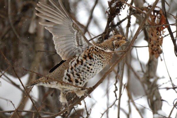 山に追いやられた鳥、エゾライチョウ｜大橋弘一の「山の鳥」エッセイ Vol.7 | YAMAP MAGAZINE