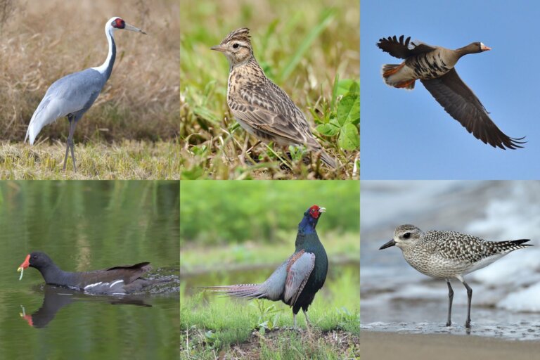 山に追いやられた鳥、エゾライチョウ｜大橋弘一の「山の鳥」エッセイ Vol.7 | YAMAP MAGAZINE