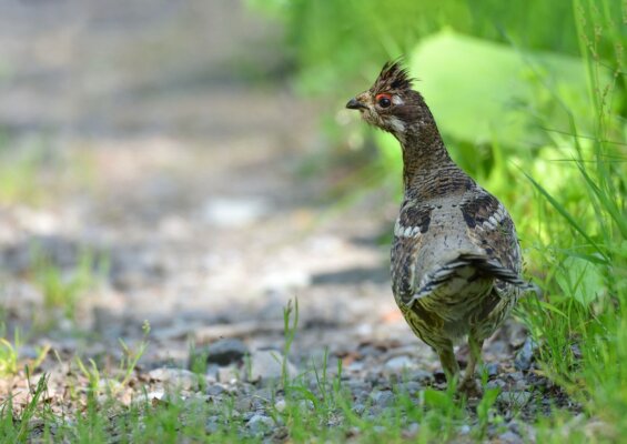 山に追いやられた鳥、エゾライチョウ｜大橋弘一の「山の鳥」エッセイ Vol.7 | YAMAP MAGAZINE