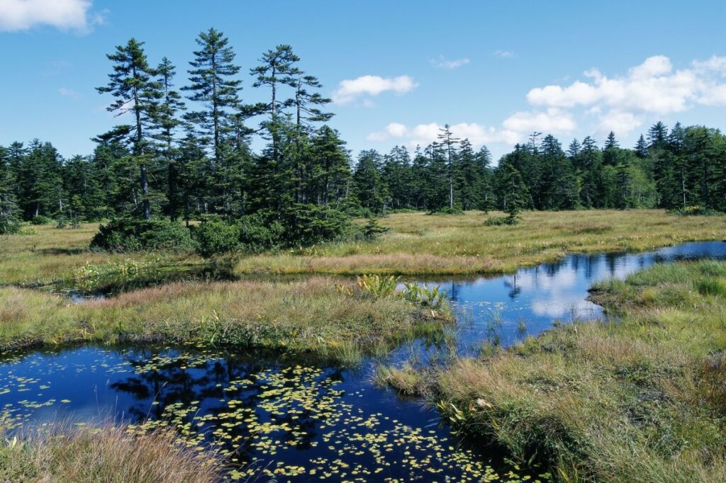 山に追いやられた鳥、エゾライチョウ｜大橋弘一の「山の鳥」エッセイ Vol.7 | YAMAP MAGAZINE