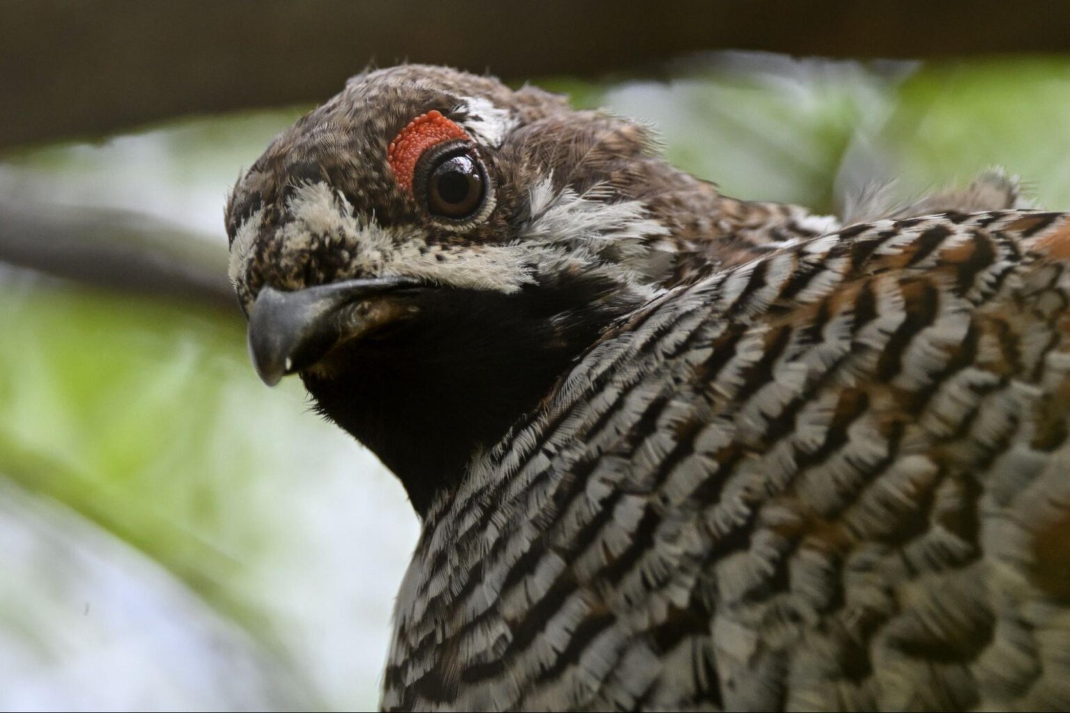山に追いやられた鳥、エゾライチョウ｜大橋弘一の「山の鳥」エッセイ Vol.7 | YAMAP MAGAZINE