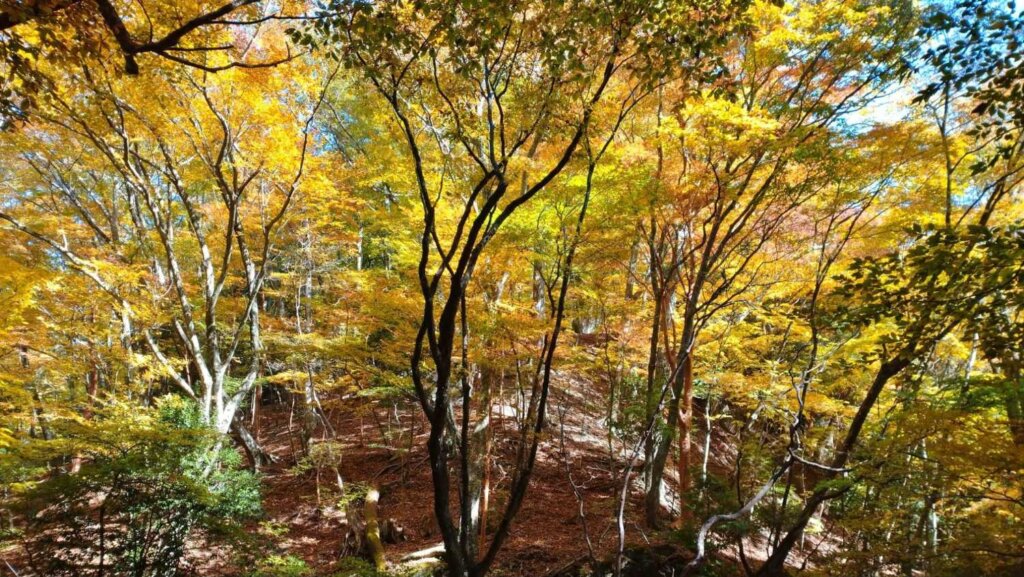 渓谷×手軽な山歩きで絶景と癒やしを両どり｜福岡近郊の山歩道（さんぽみち）5選 | YAMAP MAGAZINE