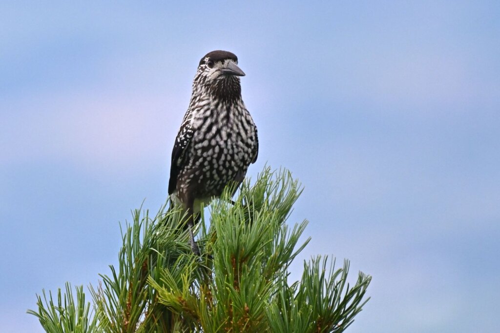 「貯食」でハイマツ群落を作る鳥、ホシガラス｜大橋弘一の「山の鳥」エッセイ Vol.8 | YAMAP MAGAZINE