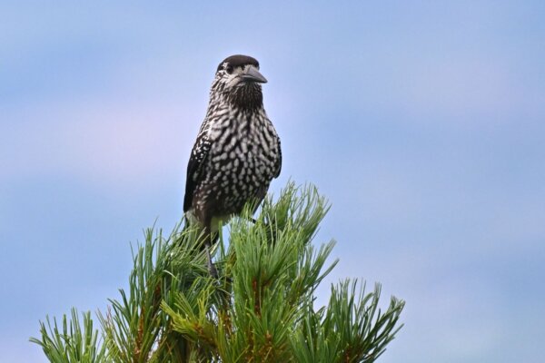 「貯食」でハイマツ群落を作る鳥、ホシガラス｜大橋弘一の「山の鳥」エッセイ Vol.8 | YAMAP MAGAZINE