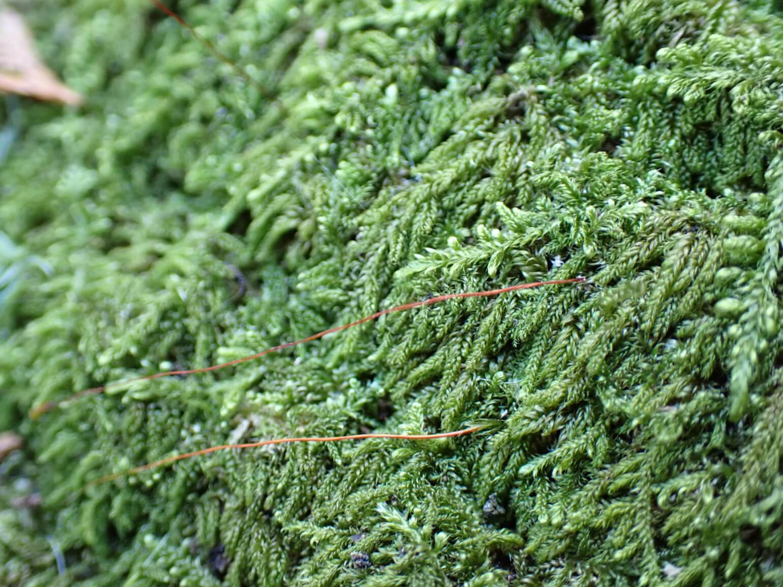 登山の楽しみ方が変わる超タフカメラ「OM SYSTEM TG-7」｜水中撮影も超マクロ撮影も欲張りに | YAMAP MAGAZINE