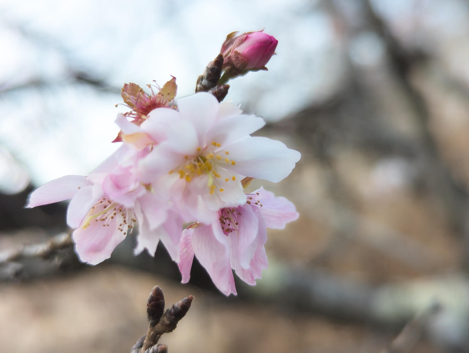 登山の楽しみ方が変わる超タフカメラ「OM SYSTEM TG-7」｜水中撮影も超マクロ撮影も欲張りに | YAMAP MAGAZINE