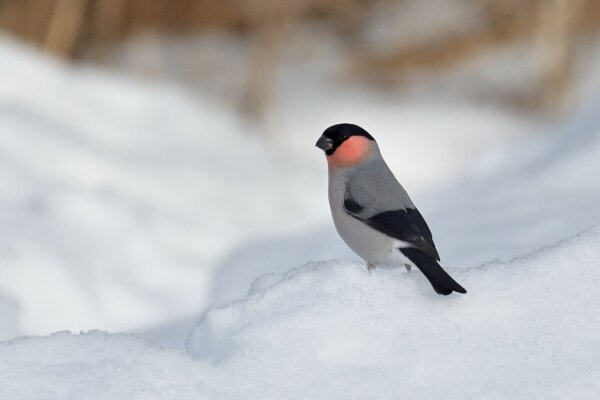 おっとりした優しい印象の鳥、ウソ｜大橋弘一の「山の鳥」エッセイ Vol.9 | YAMAP MAGAZINE