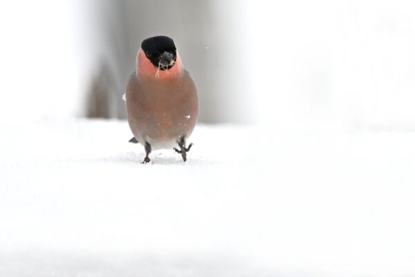 おっとりした優しい印象の鳥、ウソ｜大橋弘一の「山の鳥」エッセイ Vol.9 | YAMAP MAGAZINE