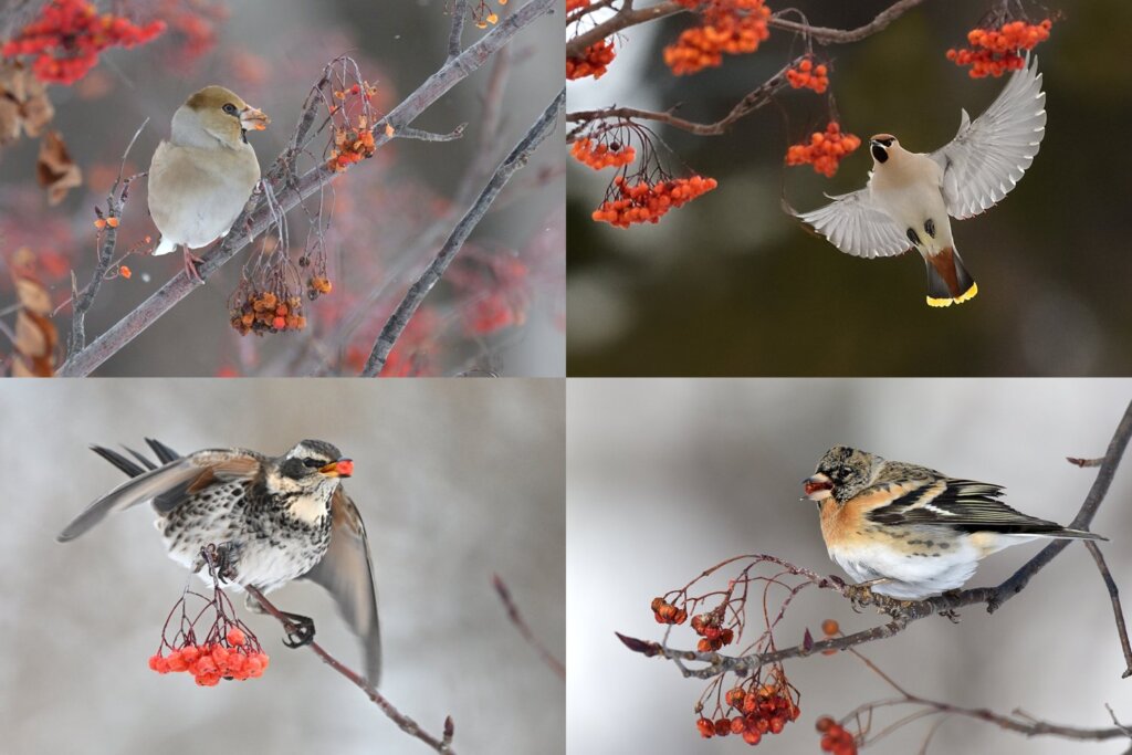 おっとりした優しい印象の鳥、ウソ｜大橋弘一の「山の鳥」エッセイ Vol.9 | YAMAP MAGAZINE