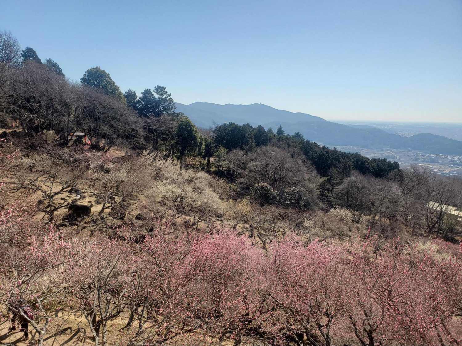【関東編】晩冬〜早春のおすすめ低山｜YAMAPユーザー登頂者数でみたベスト5 | YAMAP MAGAZINE