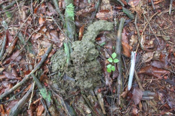 クマのウンチで山での暮らしと居場所を知る｜登山道のフィールドサイン【クマとの共存。vol.5】 | YAMAP MAGAZINE