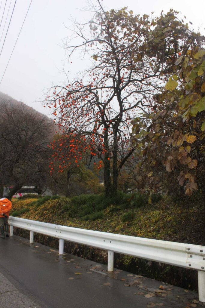 クマのウンチで山での暮らしと居場所を知る｜登山道のフィールドサイン【クマとの共存。vol.5】 | YAMAP MAGAZINE