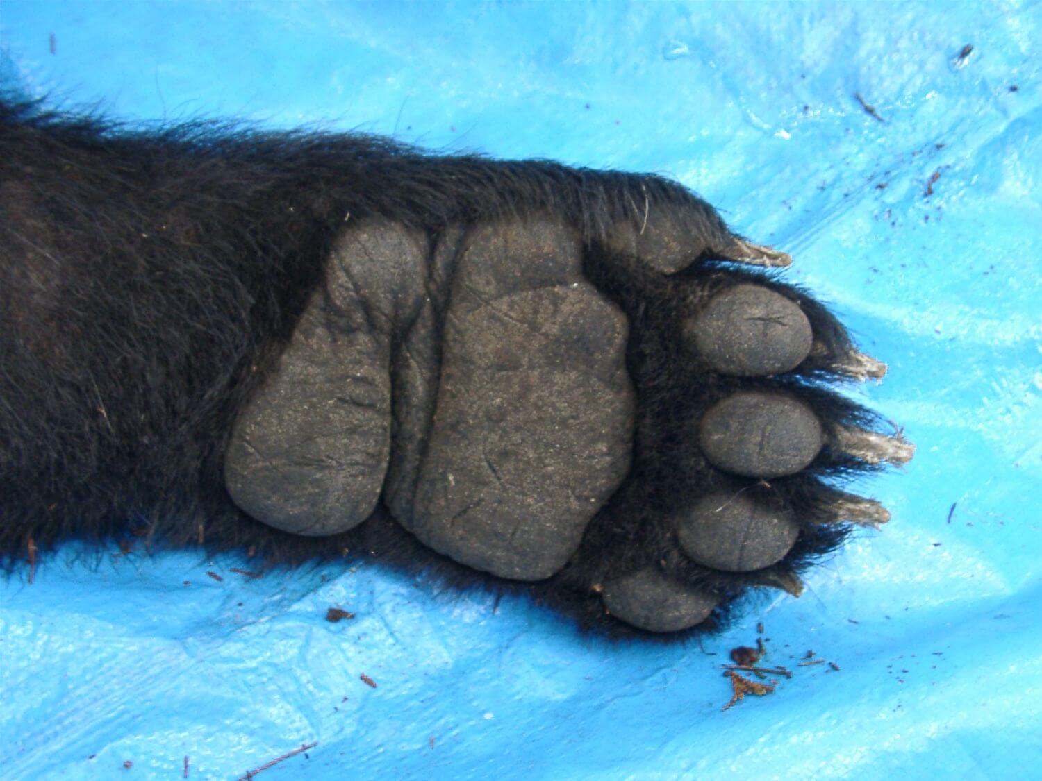 クマ棚・爪痕・樹皮はぎを見極める｜山の痕跡から分かる生態【クマとの共存。vol.6】 | YAMAP MAGAZINE