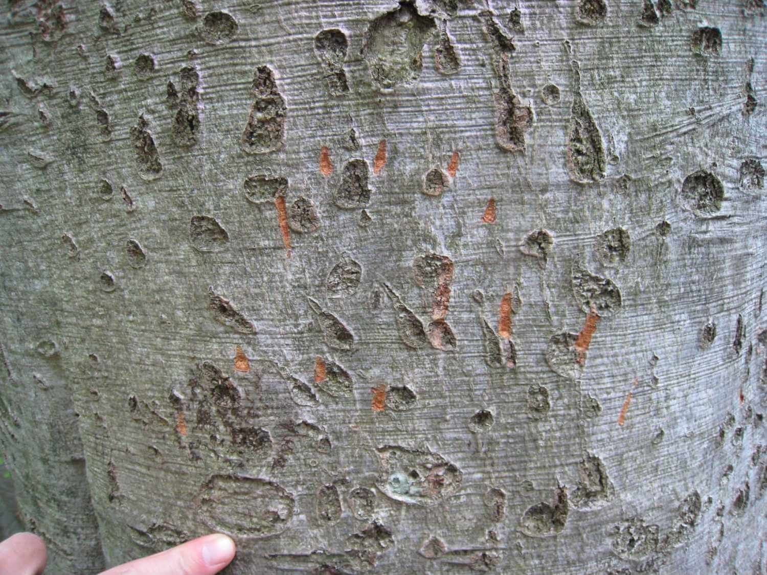 クマ棚・爪痕・樹皮はぎを見極める｜山の痕跡から分かる生態【クマとの共存。vol.6】 | YAMAP MAGAZINE