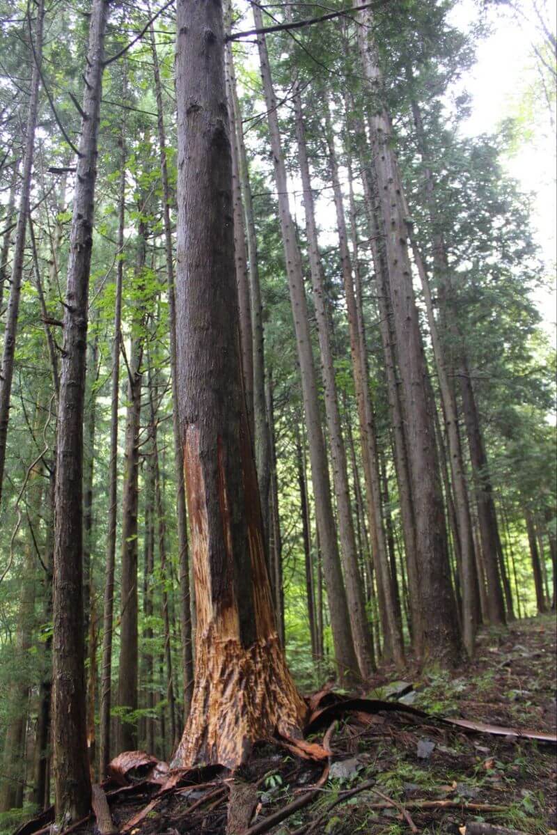 クマ棚・爪痕・樹皮はぎを見極める｜山の痕跡から分かる生態【クマとの共存。vol.6】 | YAMAP MAGAZINE