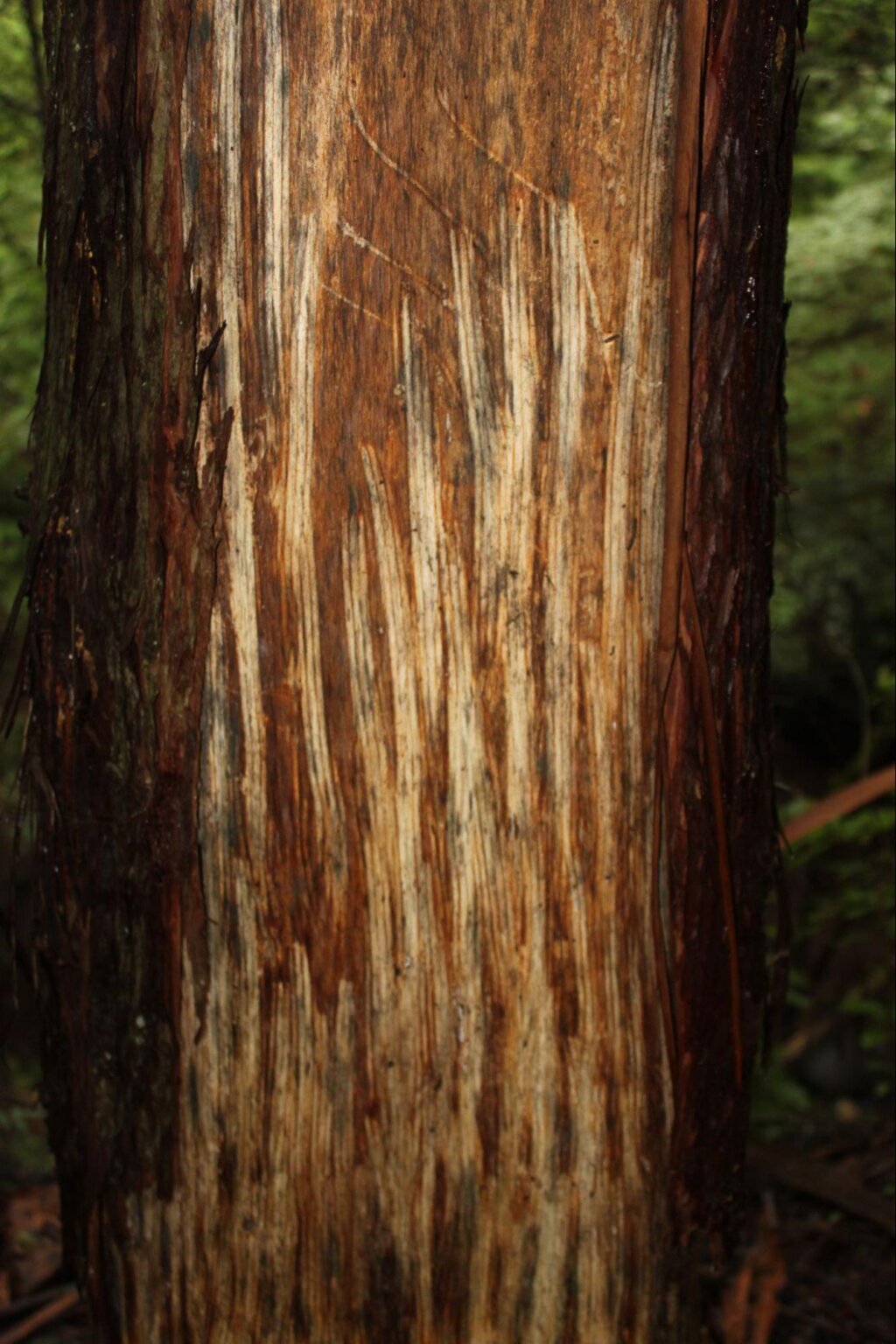 クマ棚・爪痕・樹皮はぎを見極める｜山の痕跡から分かる生態【クマとの共存。vol.6】 | YAMAP MAGAZINE