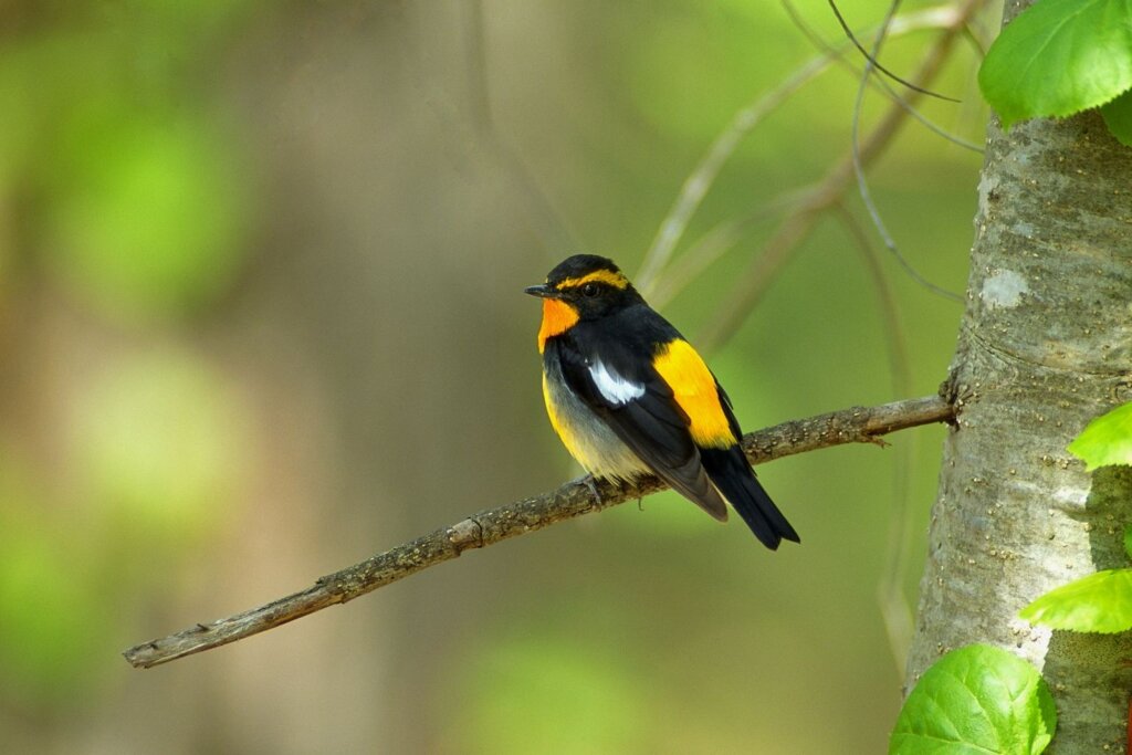 "姿良し声良し"の代表格、キビタキ｜大橋弘一の「山の鳥」エッセイ Vol.10 | YAMAP MAGAZINE