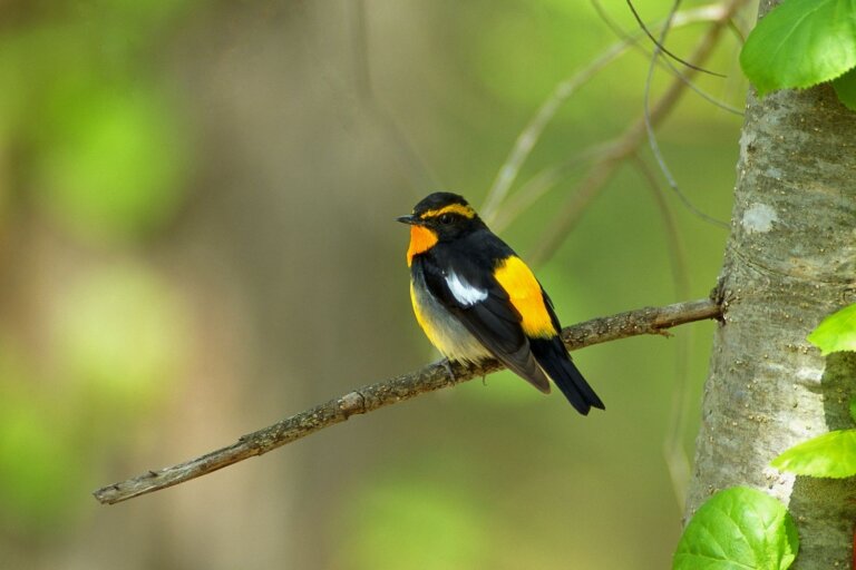 "姿良し声良し"の代表格、キビタキ｜大橋弘一の「山の鳥」エッセイ Vol.10 | YAMAP MAGAZINE