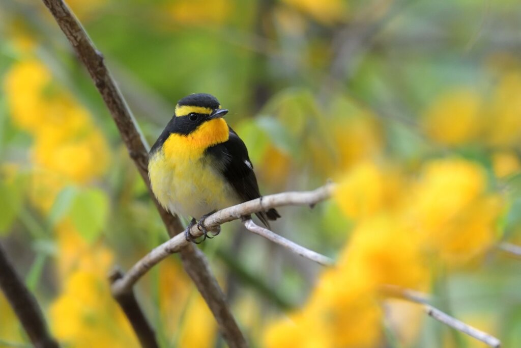 "姿良し声良し"の代表格、キビタキ｜大橋弘一の「山の鳥」エッセイ Vol.10 | YAMAP MAGAZINE