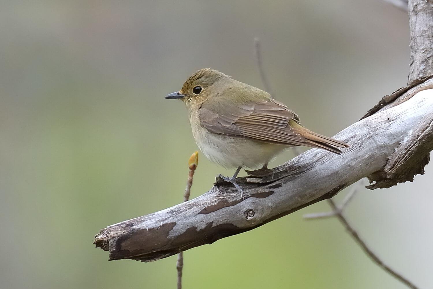 "姿良し声良し"の代表格、キビタキ｜大橋弘一の「山の鳥」エッセイ Vol.10 | YAMAP MAGAZINE