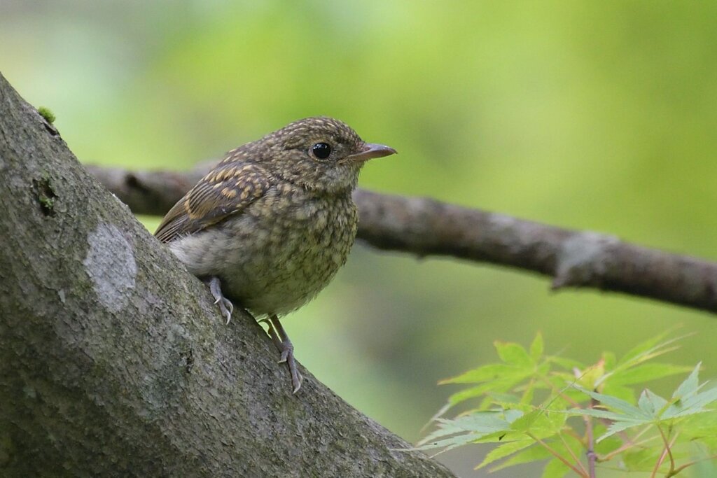 "姿良し声良し"の代表格、キビタキ｜大橋弘一の「山の鳥」エッセイ Vol.10 | YAMAP MAGAZINE