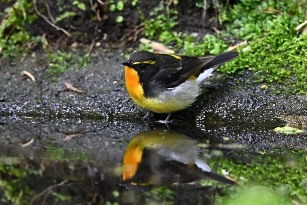 "姿良し声良し"の代表格、キビタキ｜大橋弘一の「山の鳥」エッセイ Vol.10 | YAMAP MAGAZINE