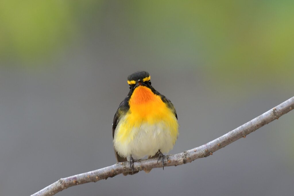 "姿良し声良し"の代表格、キビタキ｜大橋弘一の「山の鳥」エッセイ Vol.10 | YAMAP MAGAZINE