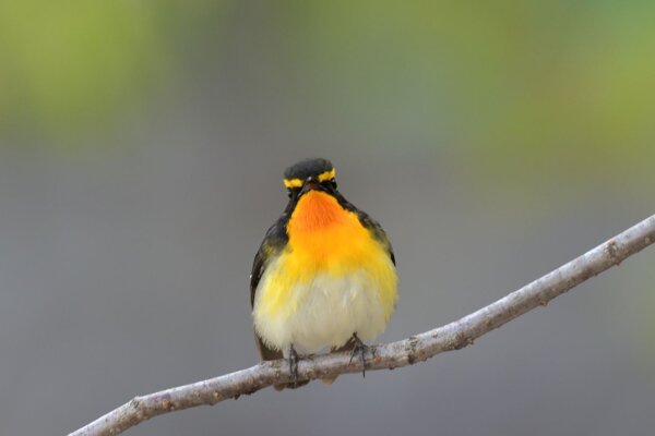 "姿良し声良し"の代表格、キビタキ｜大橋弘一の「山の鳥」エッセイ Vol.10 | YAMAP MAGAZINE