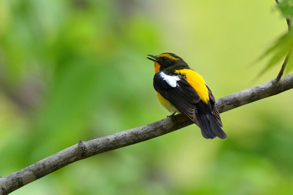 "姿良し声良し"の代表格、キビタキ｜大橋弘一の「山の鳥」エッセイ Vol.10 | YAMAP MAGAZINE